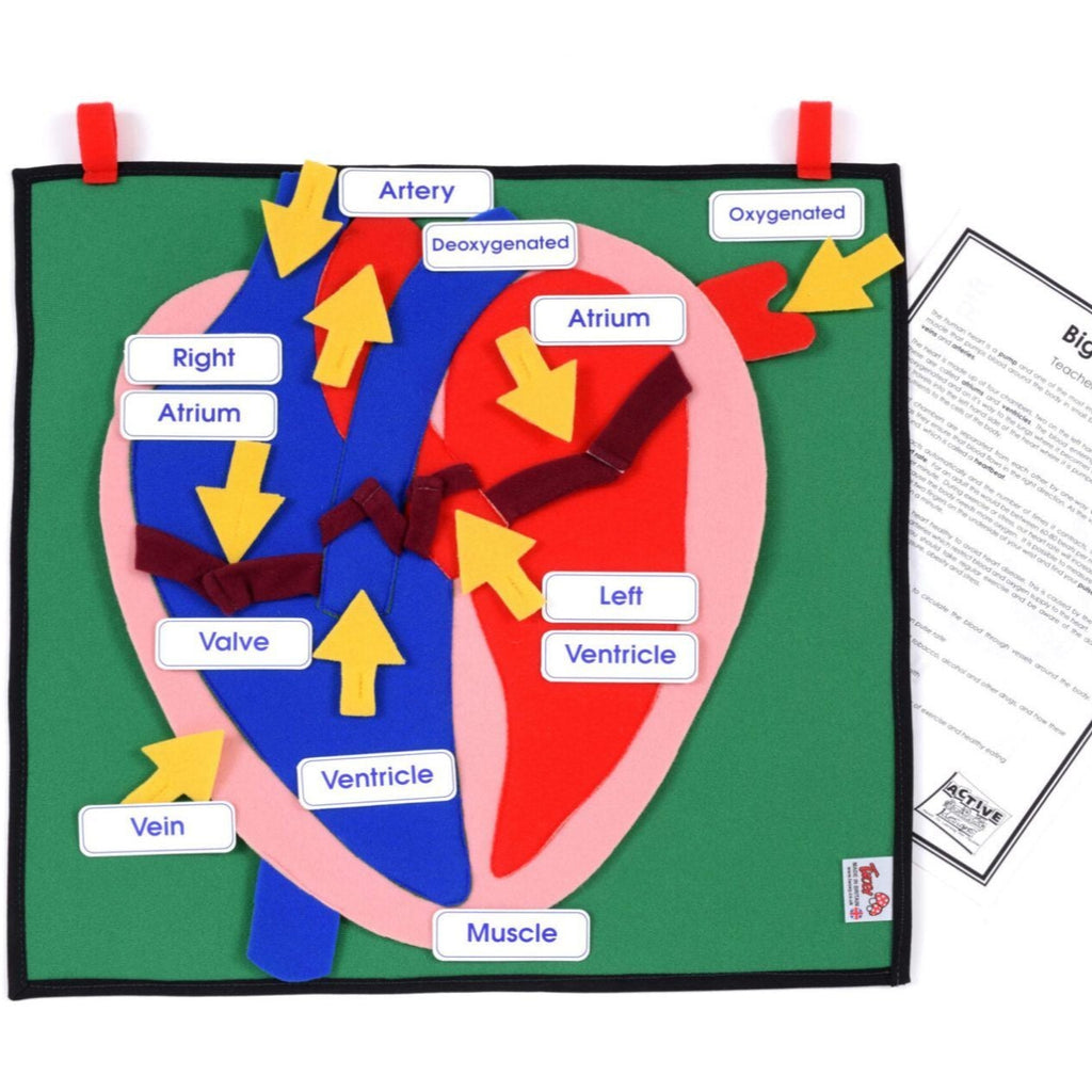 Learn The Heart | Educational Equipment Supplies